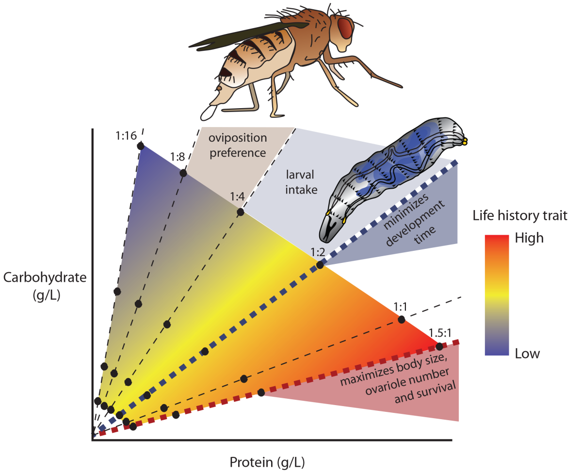 Foraging behavior - The Mirth Lab